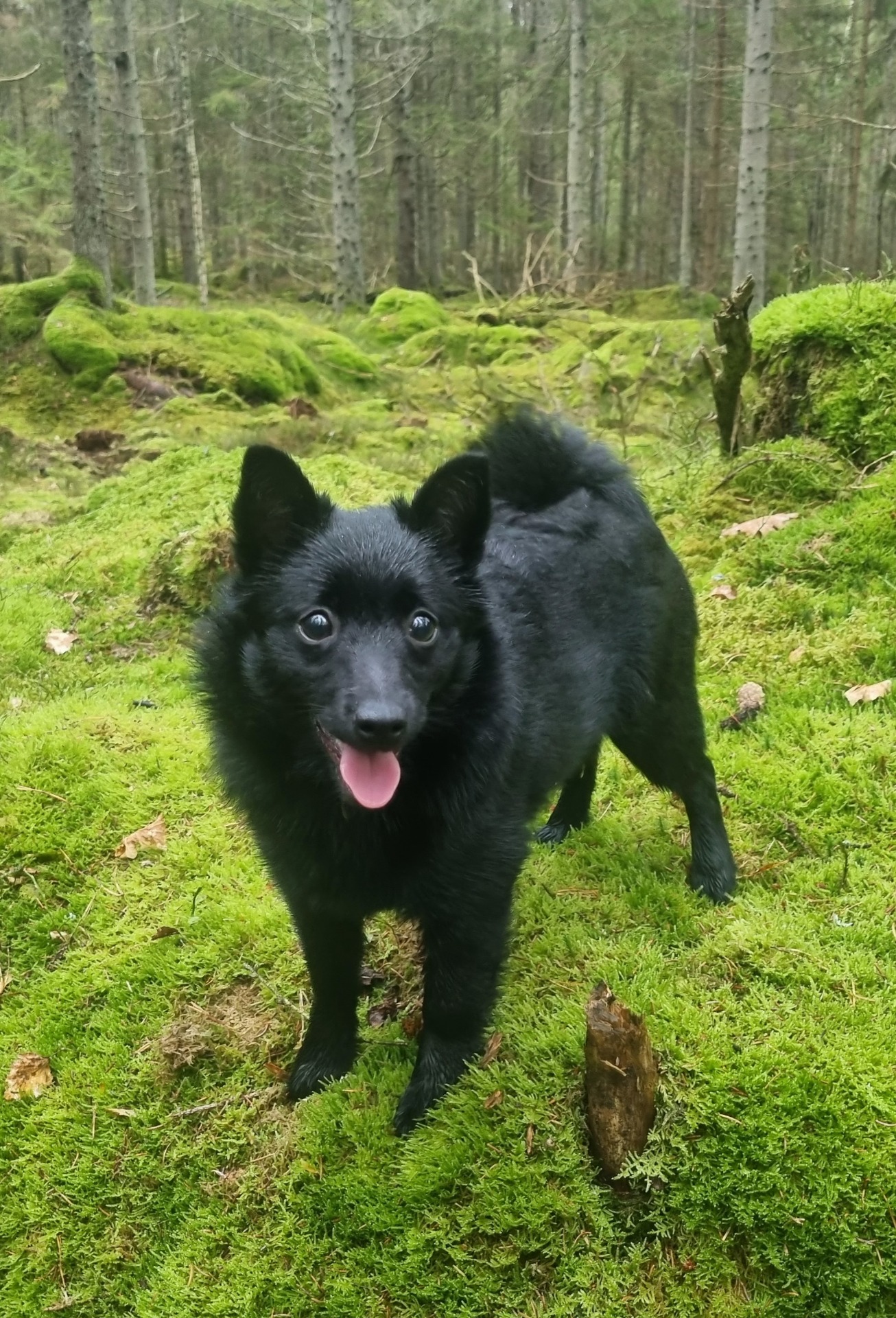 Våra hundar :: ICKS kennel